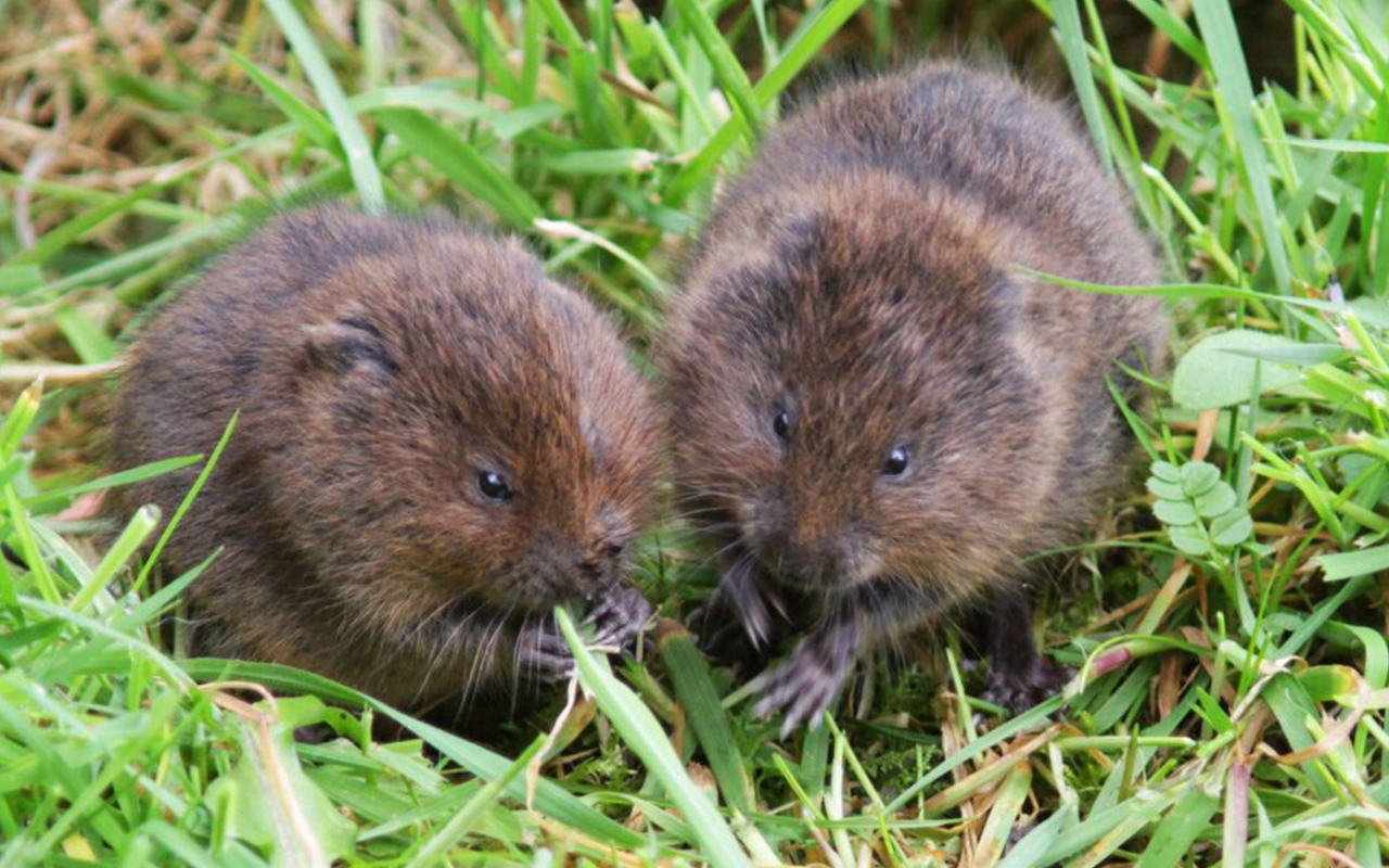 Derek Gow: Rewilding Britain | Podcast – John D Burns